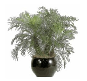 High Light Plant Gallery - Artscape Interior Plant Specialists - Indoor ...