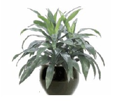 Low Light Plant Gallery - Artscape Interior Plant Specialists - Indoor ...