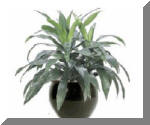 Low Light Plant Gallery - Artscape Interior Plant Specialists - Indoor ...